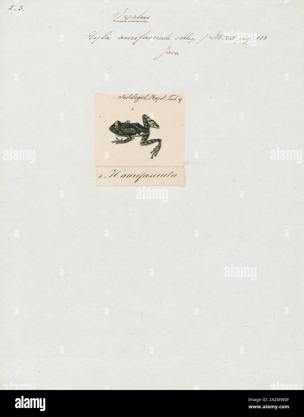 Hyla aurifasciata hi-res stock photography and images - Alamy