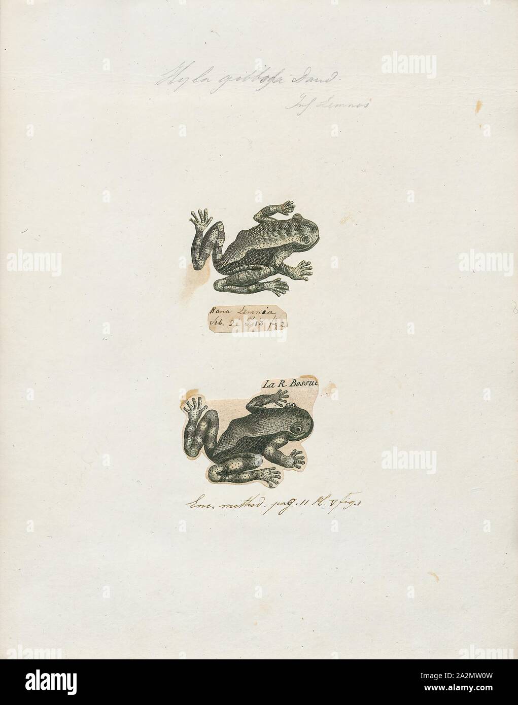 Fossil frog hi-res stock photography and images - Alamy