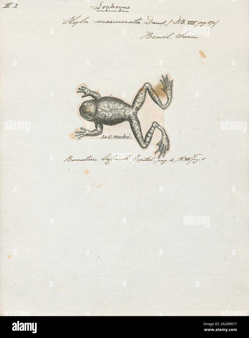 Hyla marmorata hi-res stock photography and images - Alamy