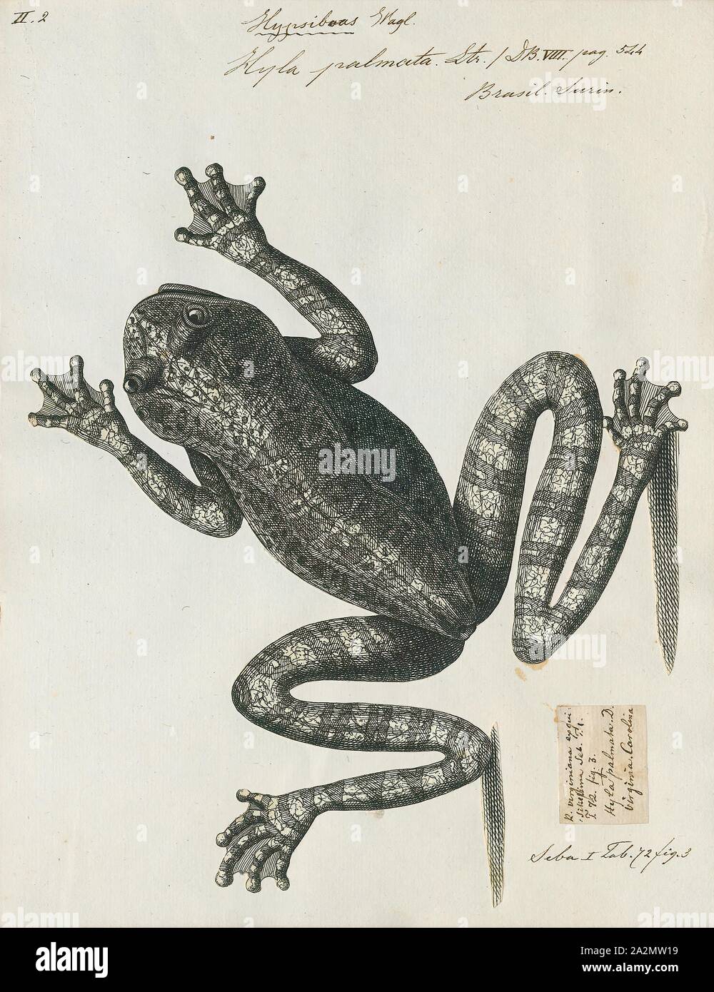 Hyla palmata hi-res stock photography and images - Alamy