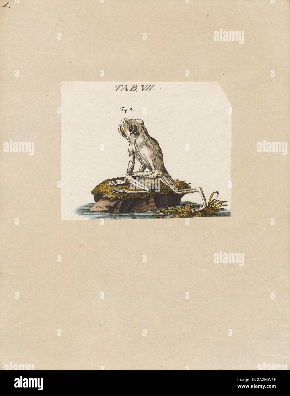 Hyla spec hi-res stock photography and images - Alamy