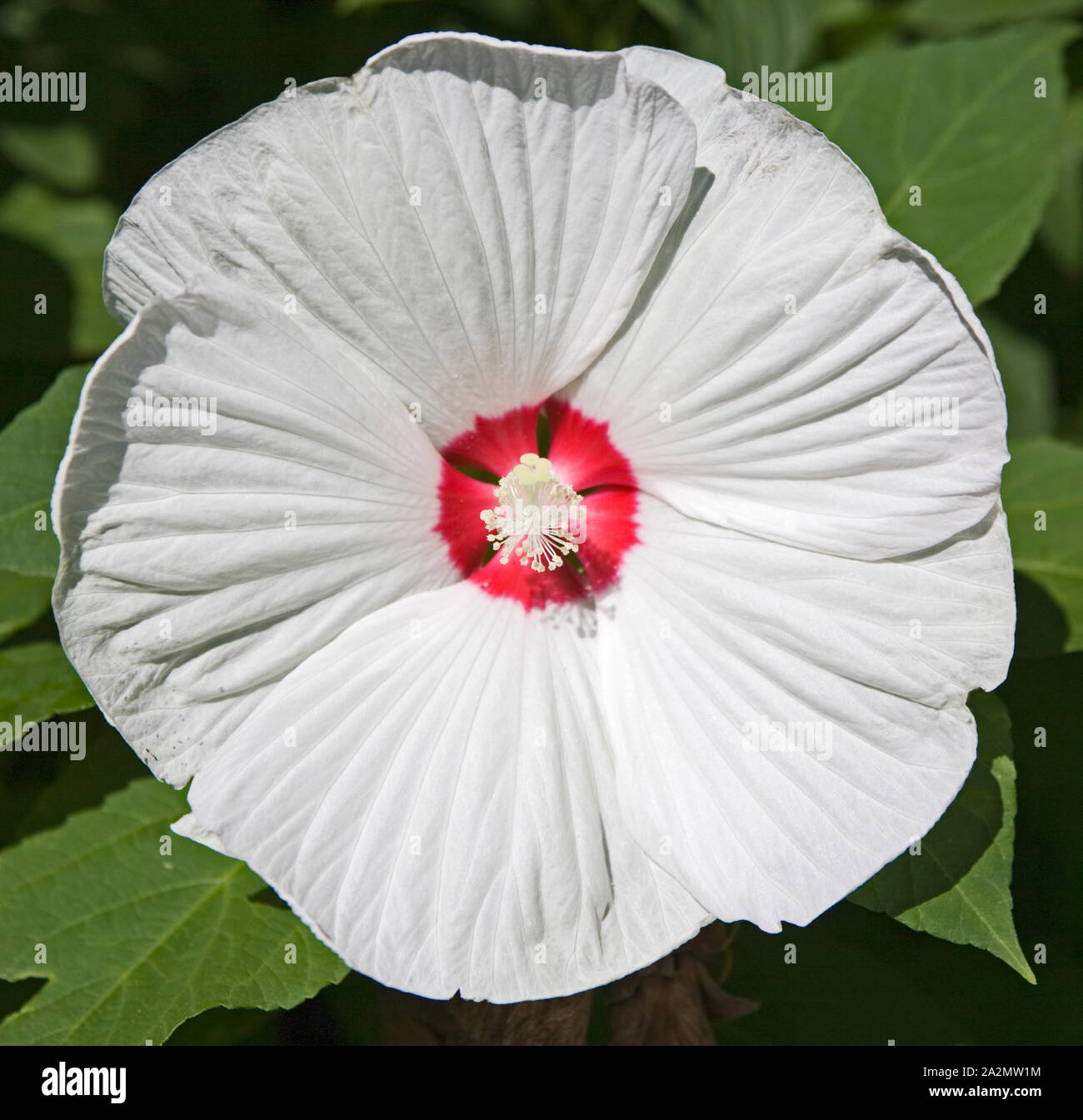Big Round Flowers Plant