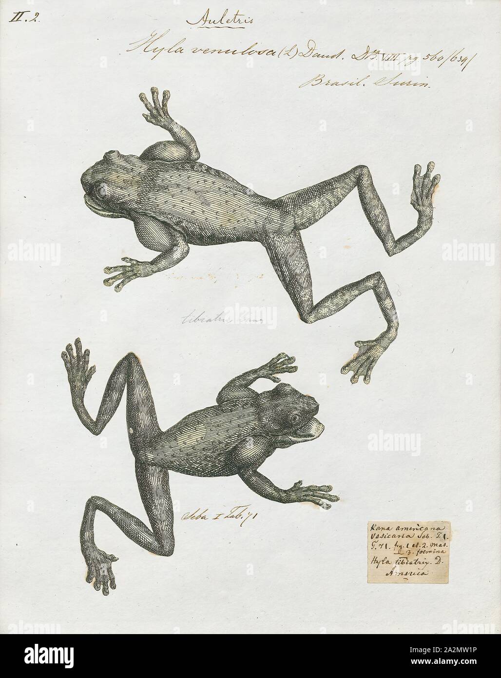 Hyla venulosa hi-res stock photography and images - Alamy