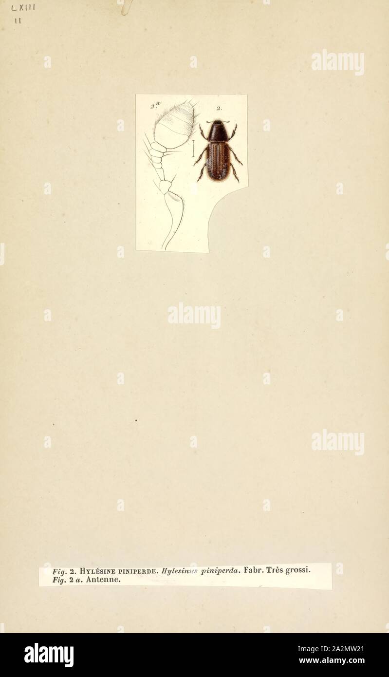 Curculionidae beetles hi-res stock photography and images - Alamy