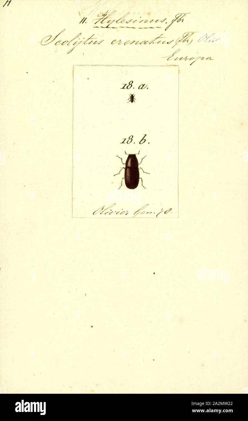 Curculionidae beetles hi-res stock photography and images - Alamy