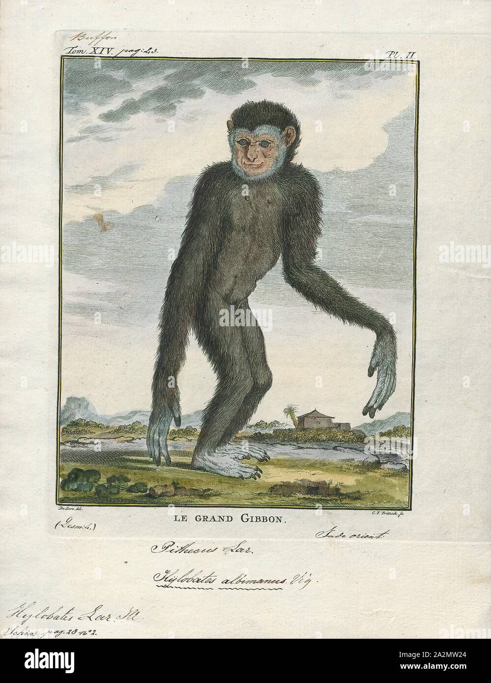 Genus hylobates hi-res stock photography and images - Alamy