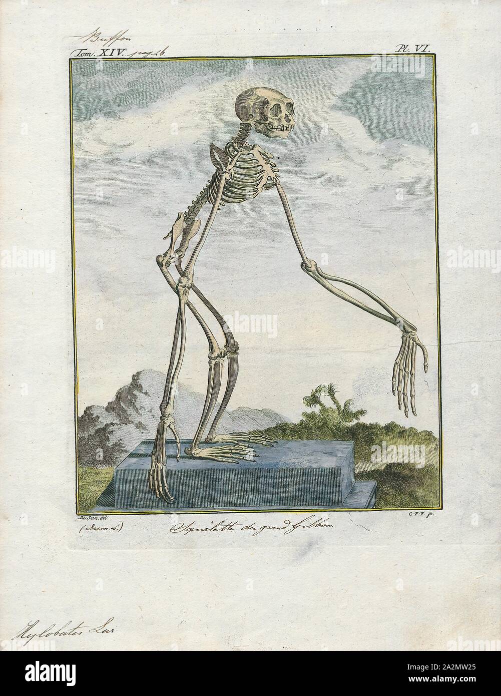 Hylobates lar, Print, The lar gibbon (Hylobates lar), also known as the ...