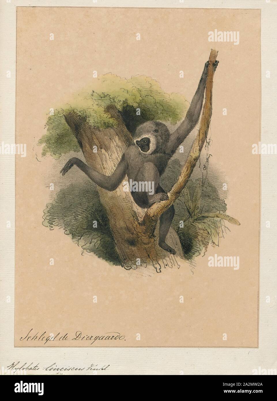 Hylobates leuciscus, Print, The genus Hylobates is one of the four ...