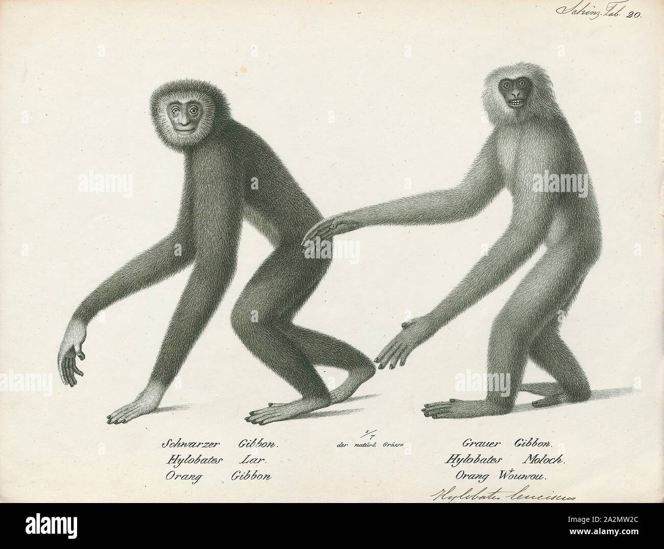 Hylobates leuciscus, Print, The genus Hylobates is one of the four ...