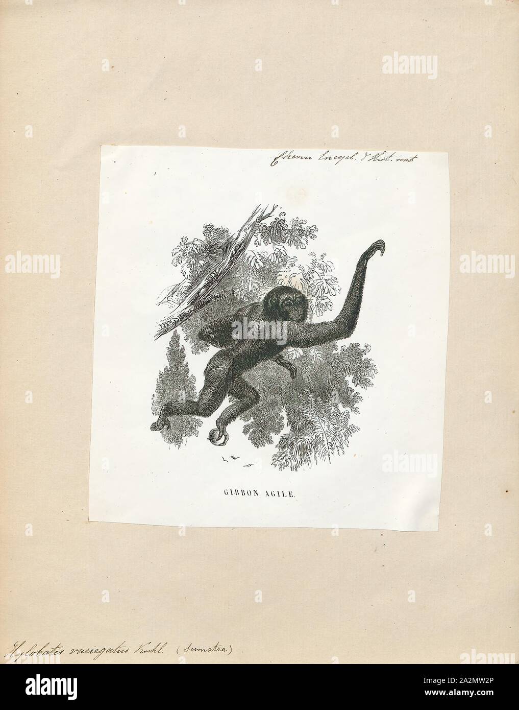 Hylobates variegatus, Print, The genus Hylobates is one of the four ...