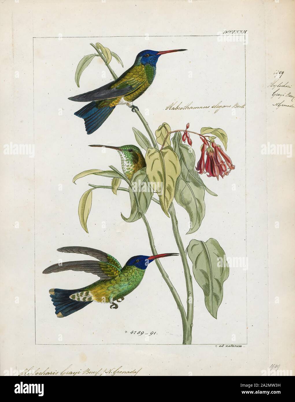 Mangrove hummingbird hi-res stock photography and images - Alamy