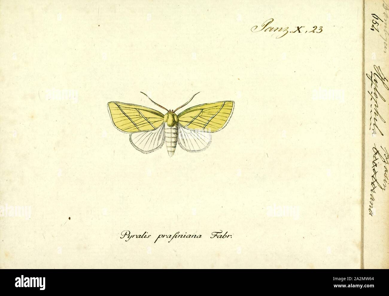 Hylophila, Print, Hylophila is a genus of flowering plants from the ...