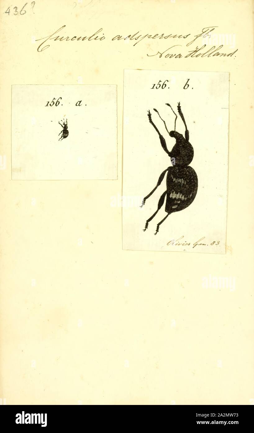 Hypera, Print, Hypera is a genus of clover and alfalfa weevils in the ...
