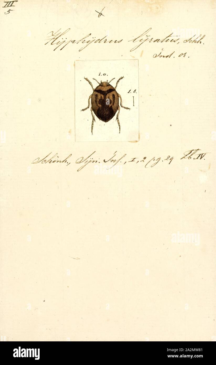 Hyphydrus, Print, Hyphydrus is a genus of diving beetle native to the ...
