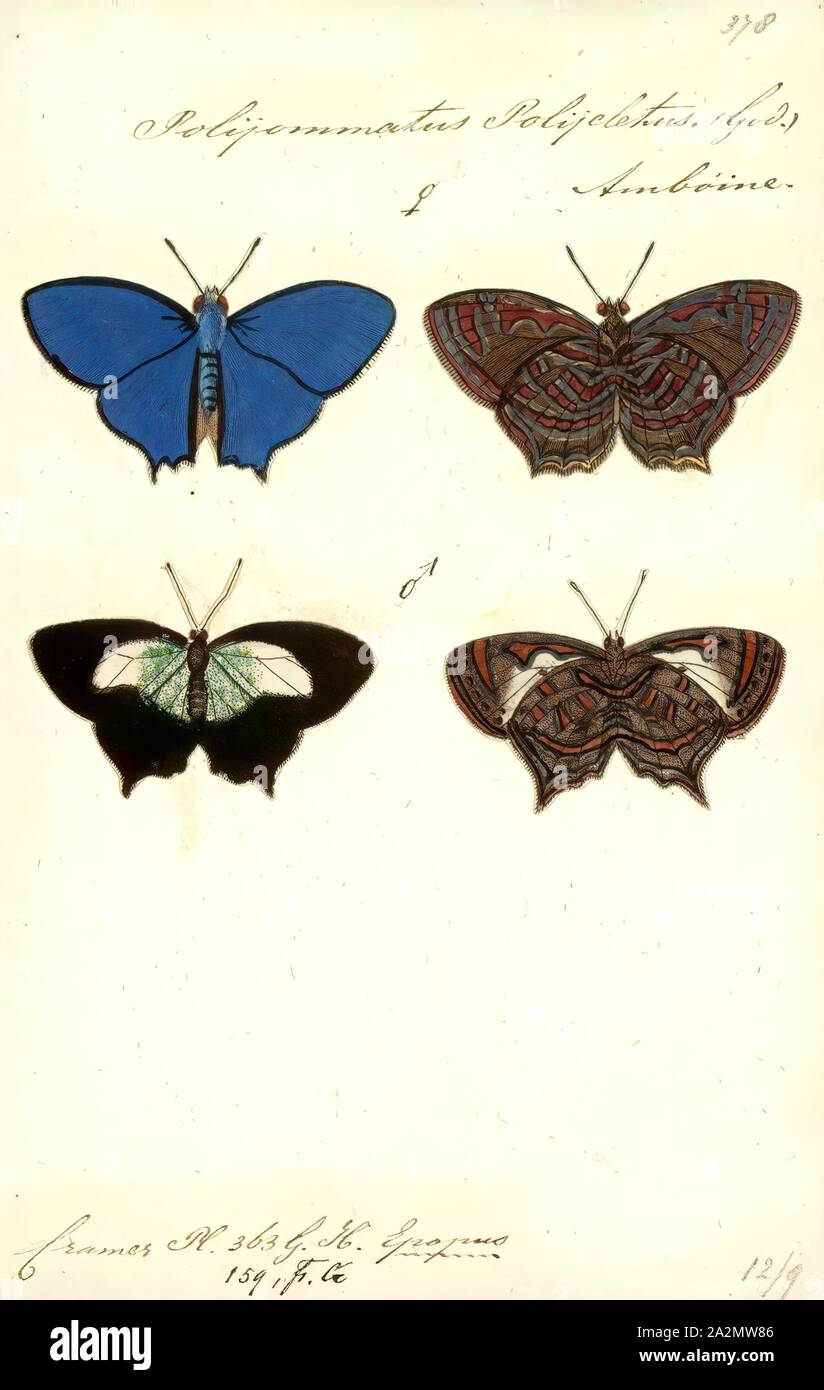 Hypochrysops, Print, Hypochrysops is a genus of butterflies in the ...