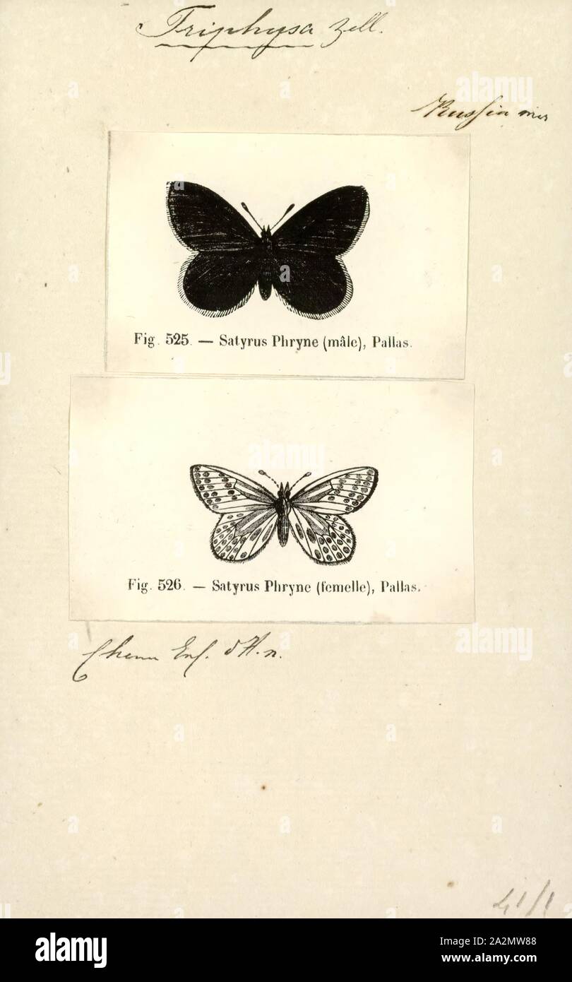 Nymphalidae Forelegs