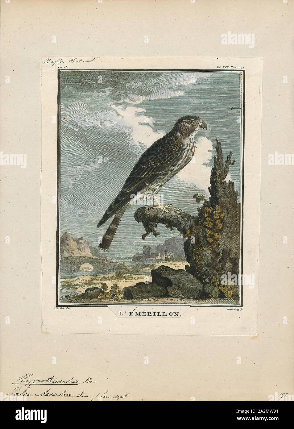 Narrow bird hi-res stock photography and images - Alamy