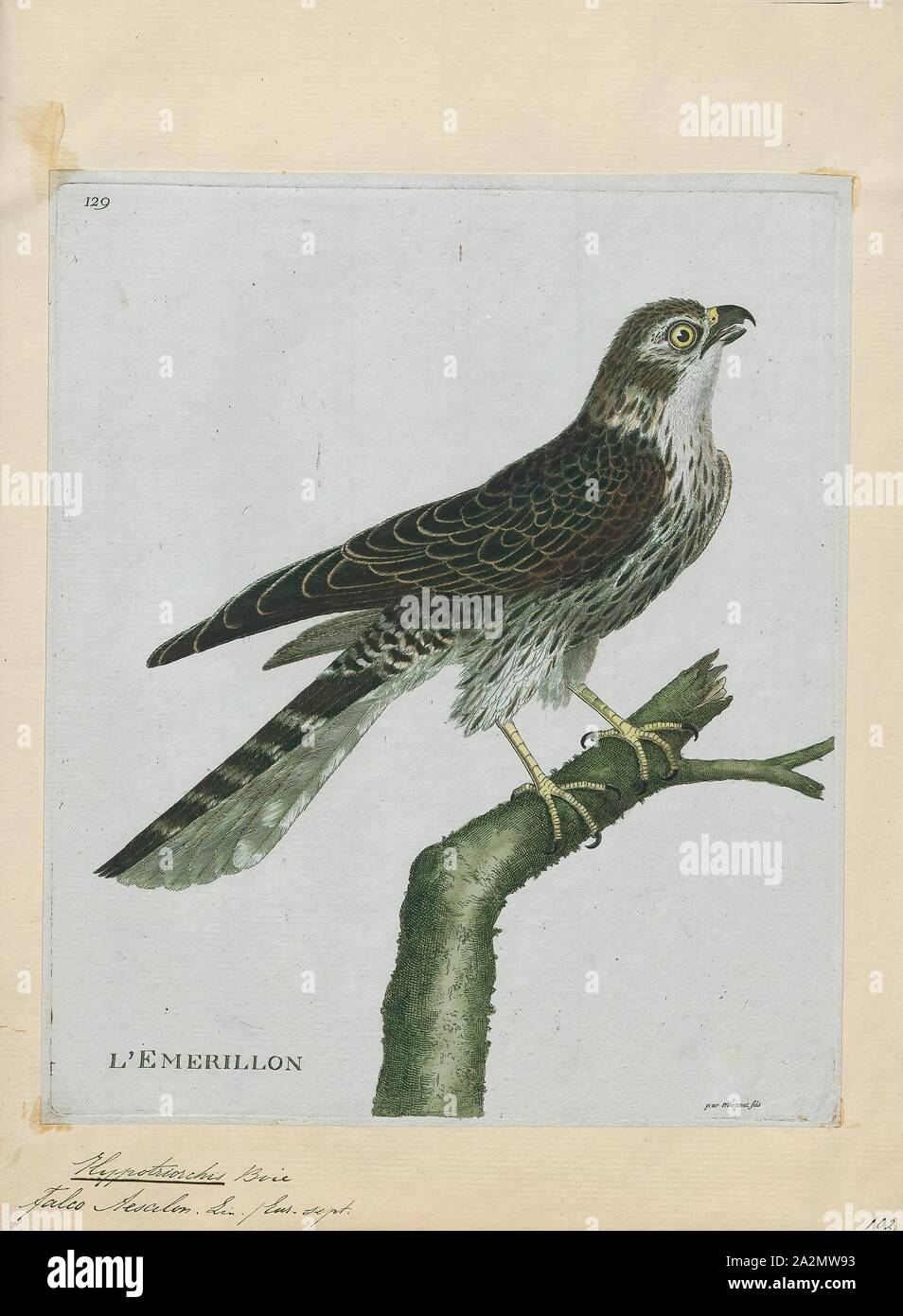 Narrow bird hi-res stock photography and images - Alamy