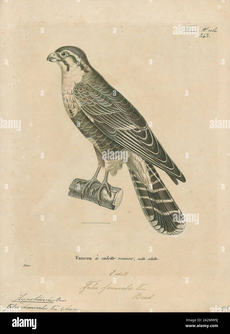 Hypotriorchis femoralis, Print, Hobby (bird), A hobby is a fairly small ...