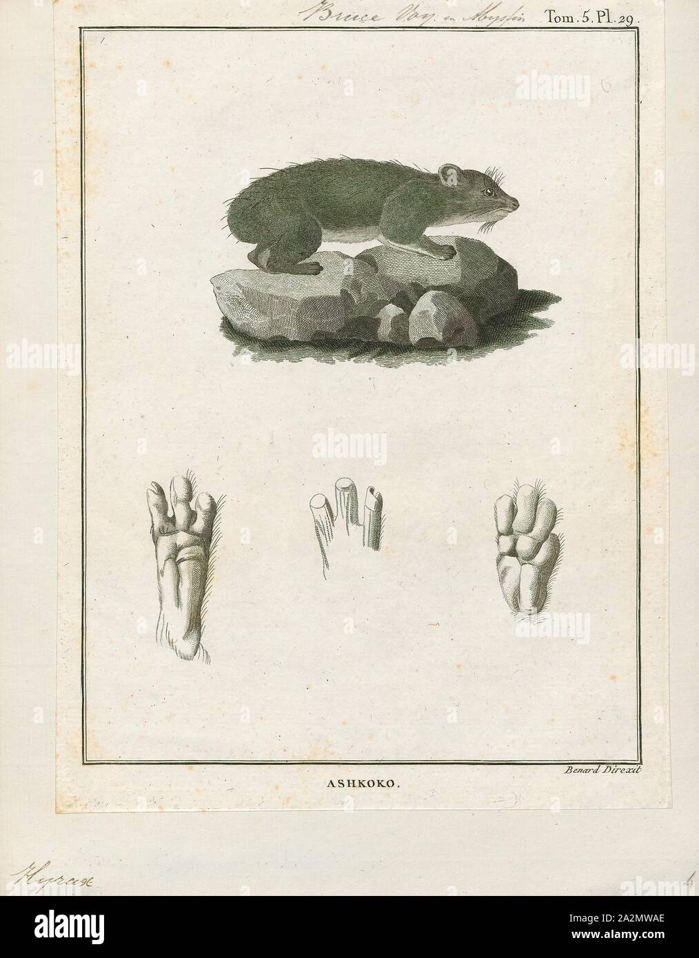 Hyrax abyssinicus hi-res stock photography and images - Alamy