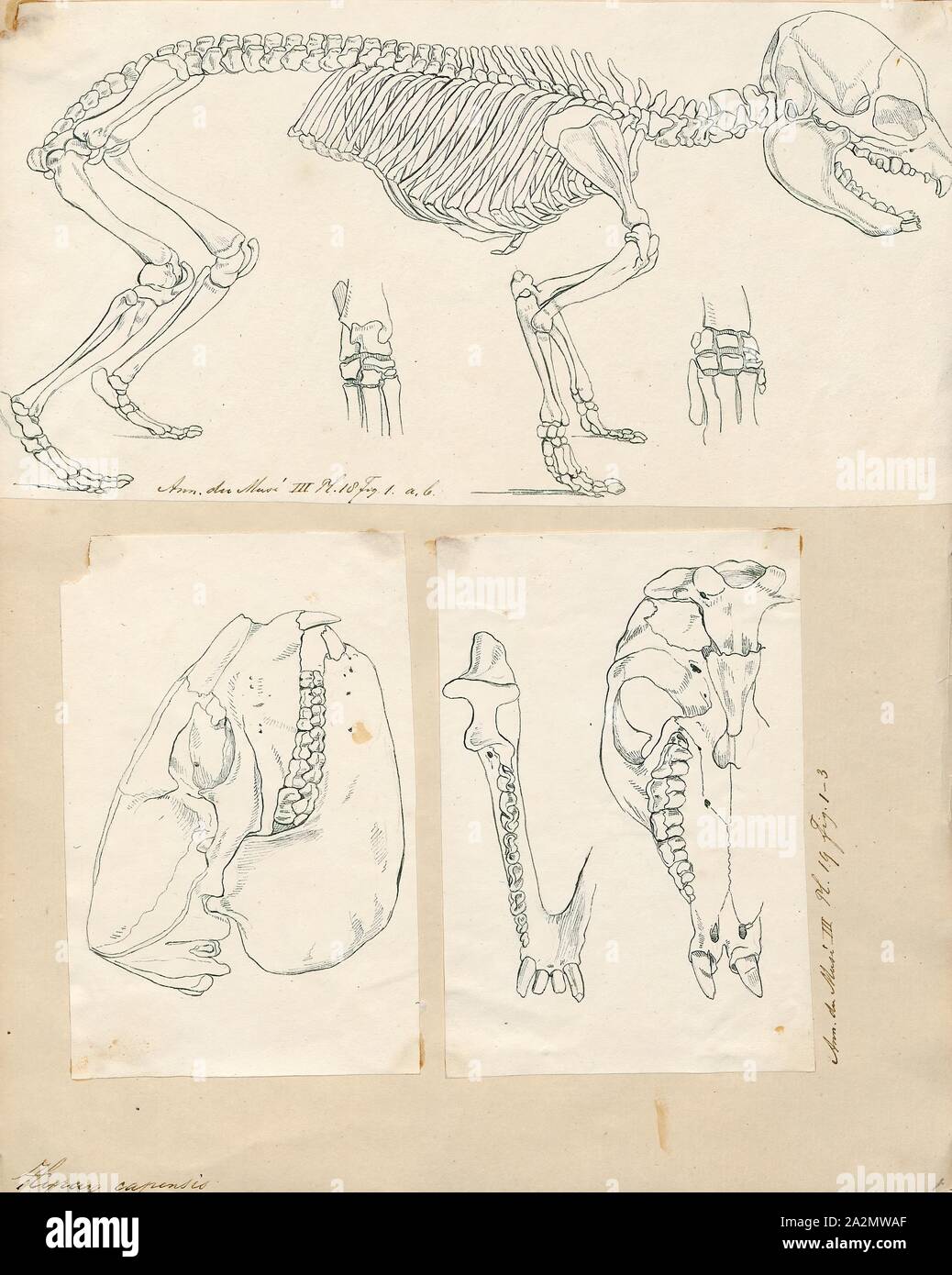 Hyrax capensis, Print, Hyraxes, also called dassies, are small ...