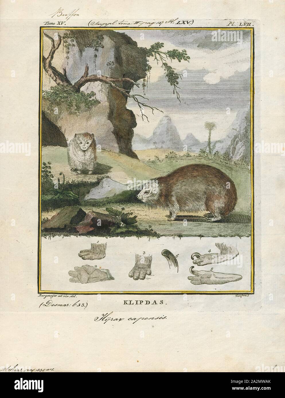 Rotund hi-res stock photography and images - Alamy