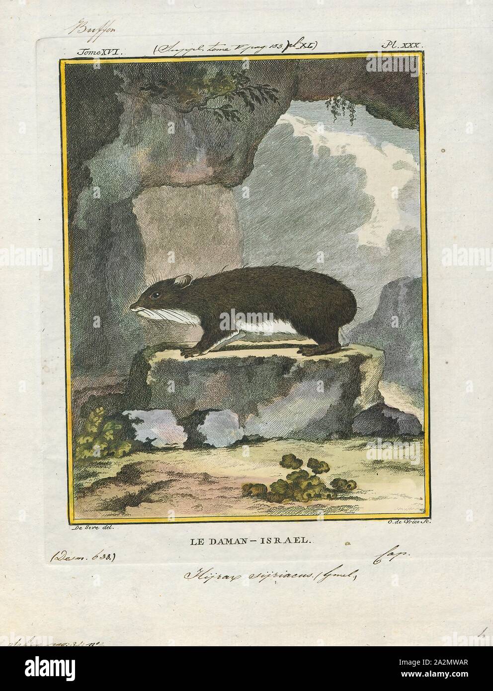 Hyrax syriacus, Print, Hyraxes, also called dassies, are small ...