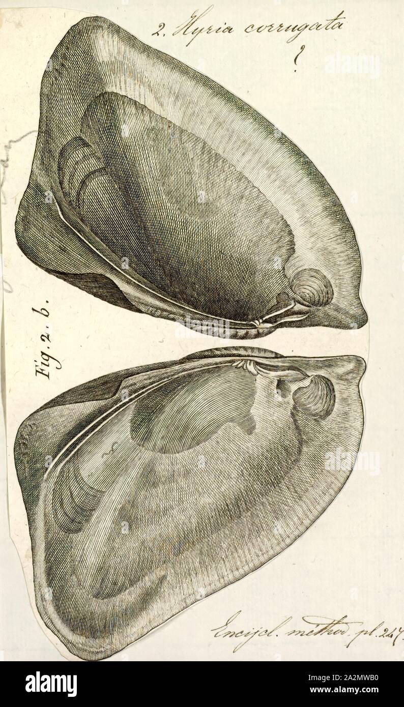 Hyria corrugata, Print Stock Photo - Alamy