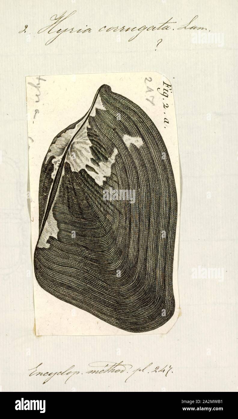 Hyria corrugata, Print Stock Photo - Alamy