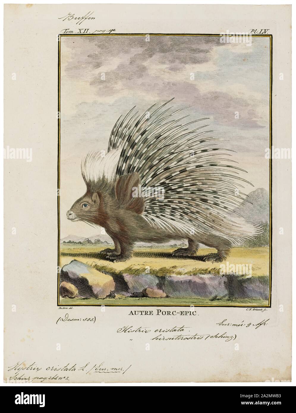 Hystrix Cristata And Africa High Resolution Stock Photography and ...