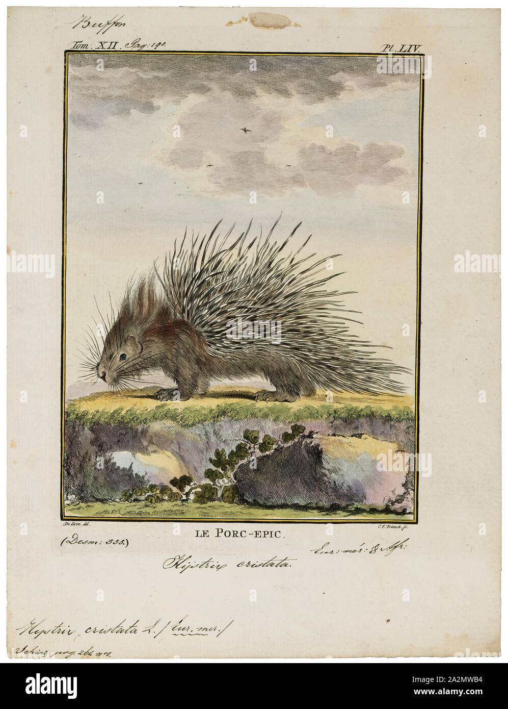 Hystrix cristata, Print, The crested porcupine (Hystrix cristata) is a ...