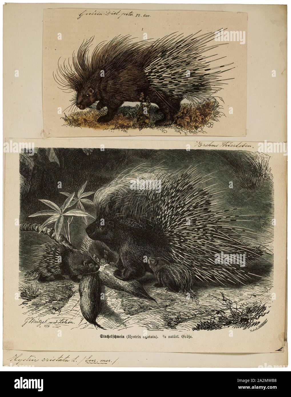 Hystrix cristata, Print, The crested porcupine (Hystrix cristata) is a ...
