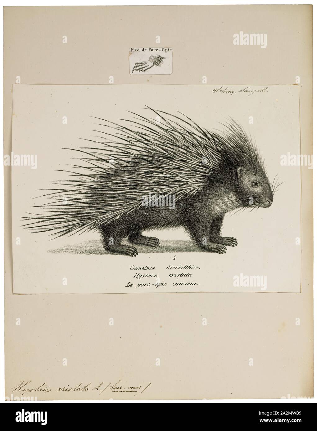 Species cristata Cut Out Stock Images & Pictures - Alamy