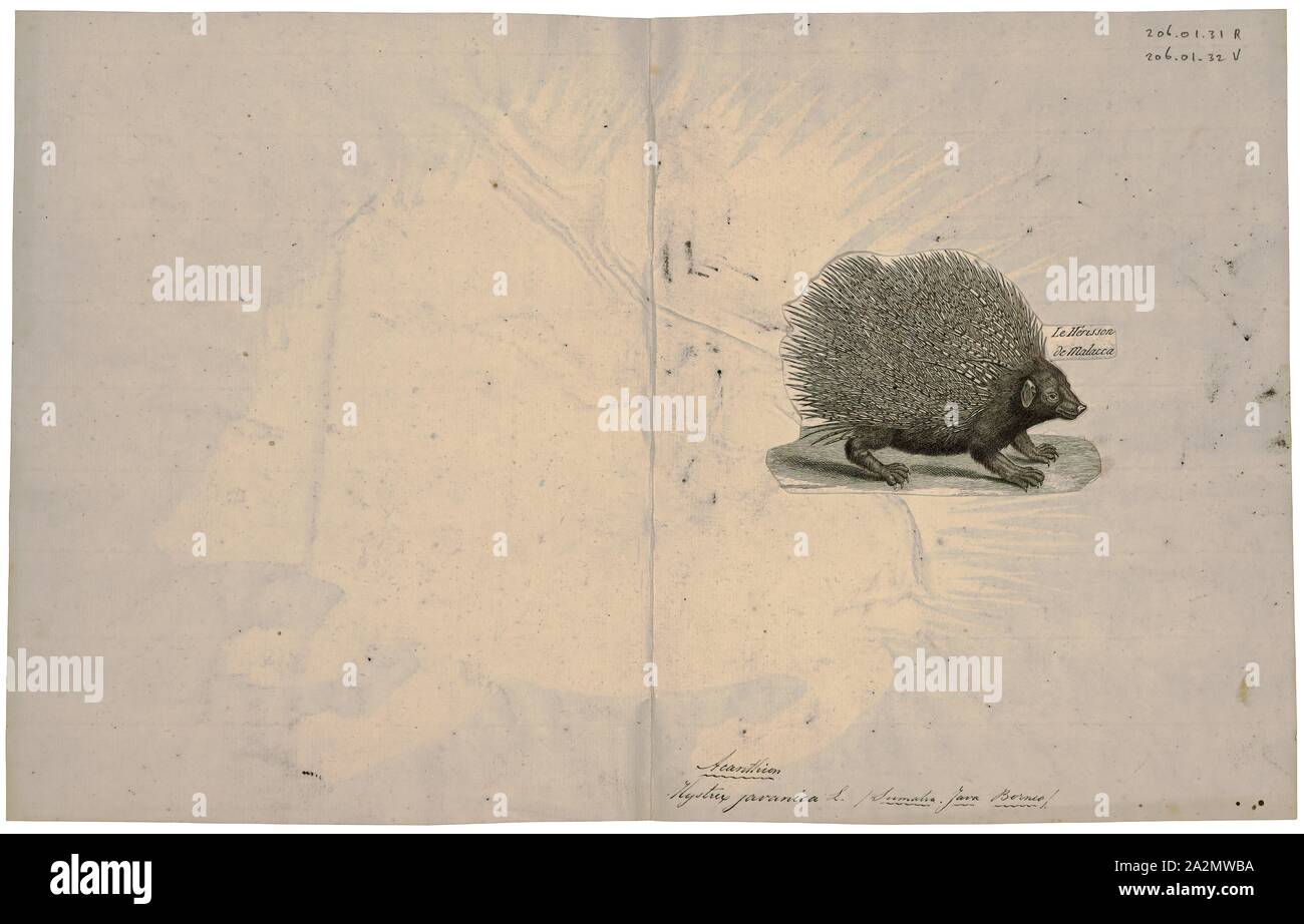 Hystrix javanica, Print, The Sunda porcupine (Hystrix javanica) is a ...