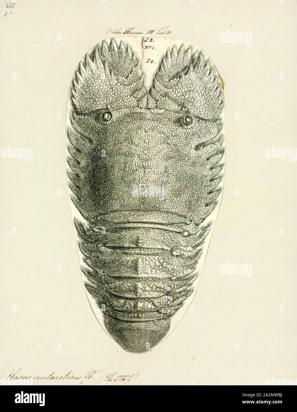 Balmain bug hi-res stock photography and images - Alamy