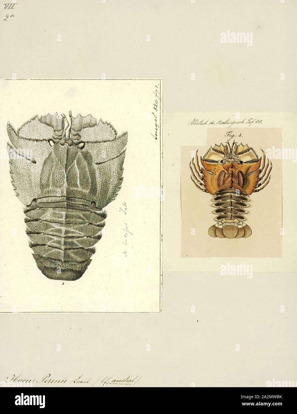 Balmain bug hi-res stock photography and images - Alamy