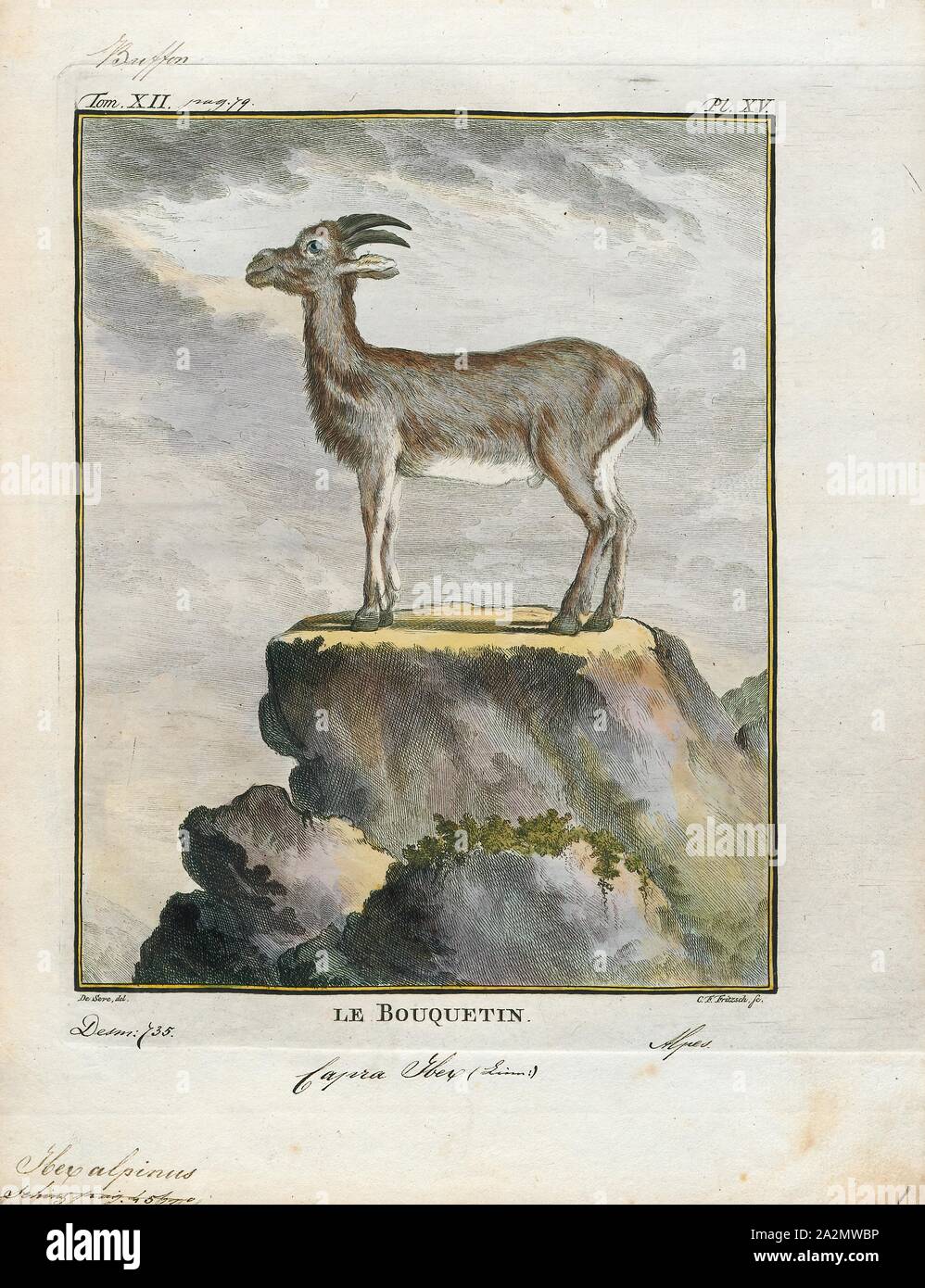 Ibex alpinus, Print, 1700-1880 Stock Photo - Alamy