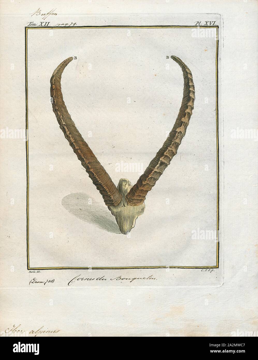 Ibex alpinus hi-res stock photography and images - Alamy