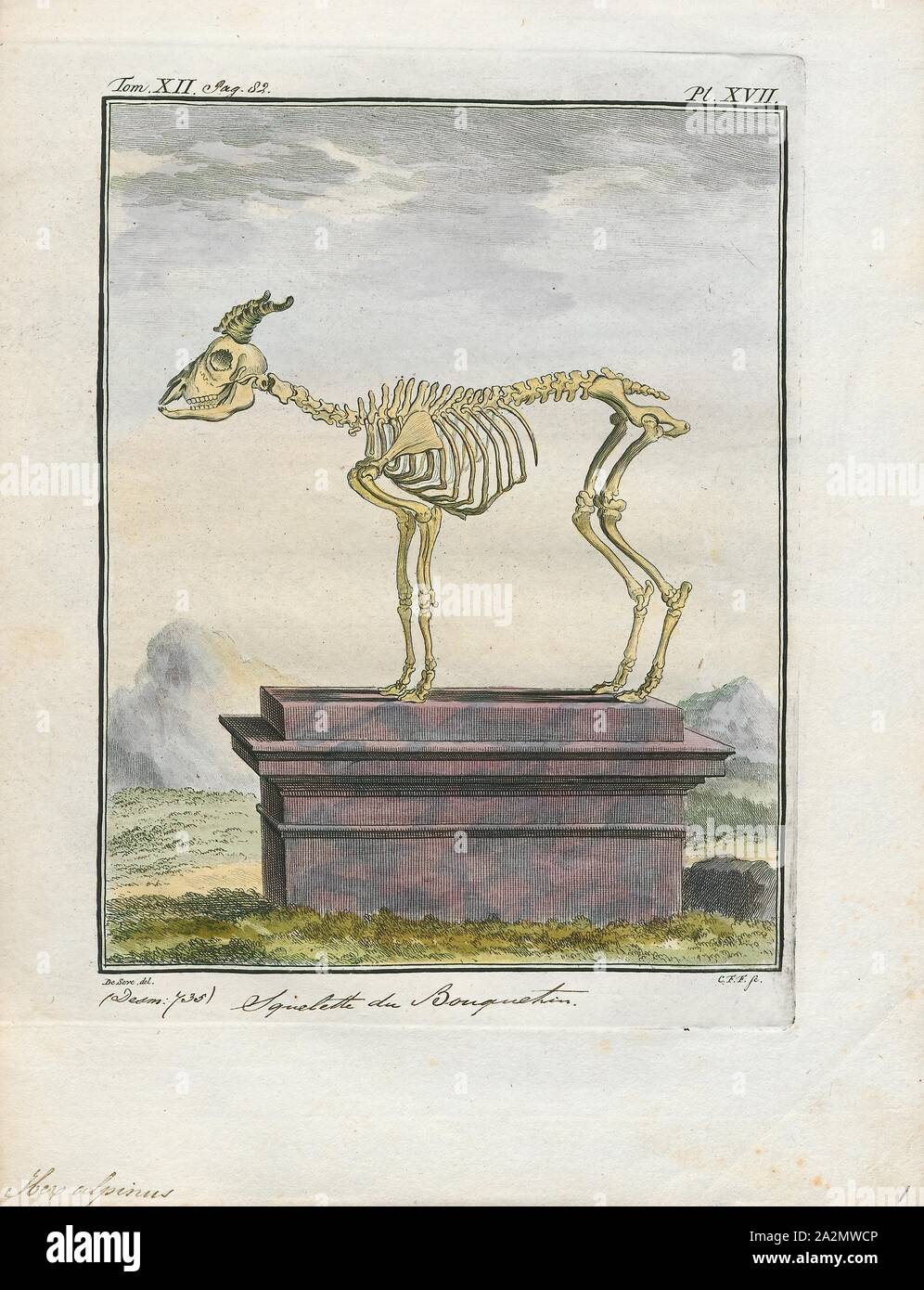 Ibex alpinus, Print, skeleton Stock Photo - Alamy