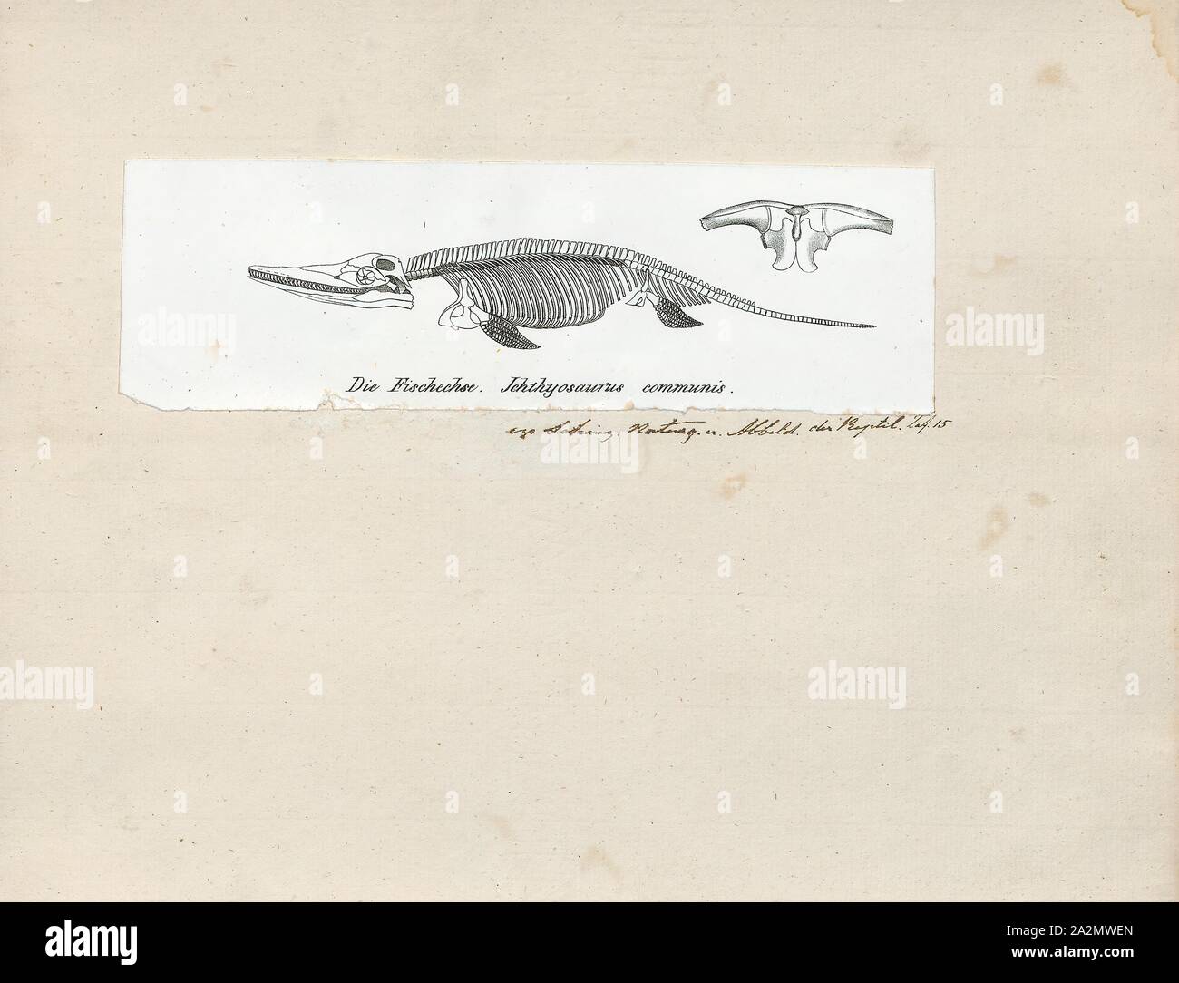 Order ichthyosauria hi-res stock photography and images - Alamy