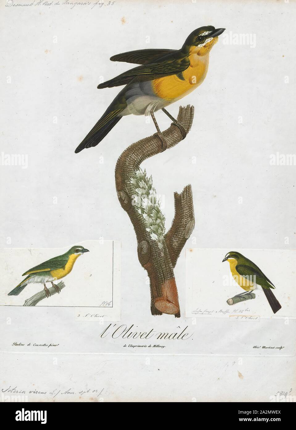 Icteriidae family hi-res stock photography and images - Alamy