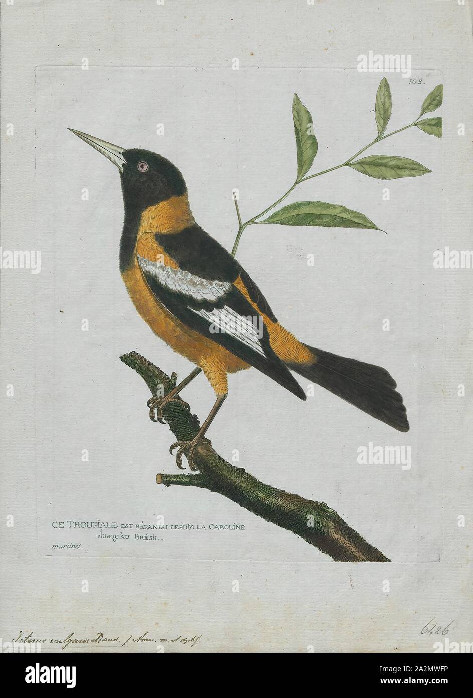 Icterus vulgaris hi-res stock photography and images - Alamy