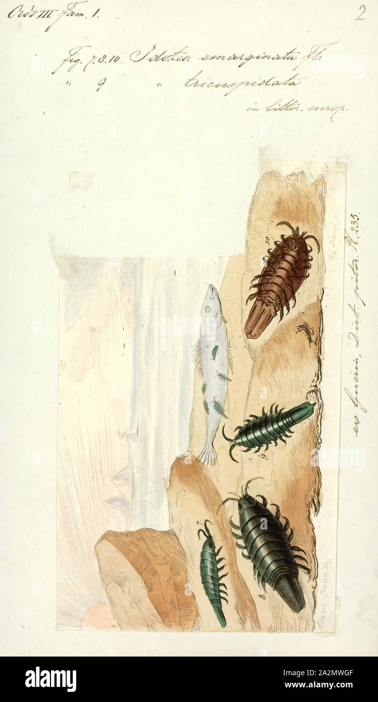 Idotea hi-res stock photography and images - Alamy