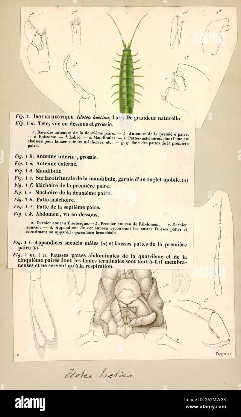 Idotea hectica hi-res stock photography and images - Alamy