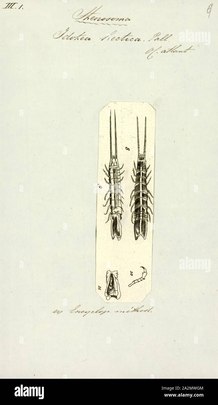 Idotea hectica, Print, Idotea is a genus of isopod crustaceans, mostly ...