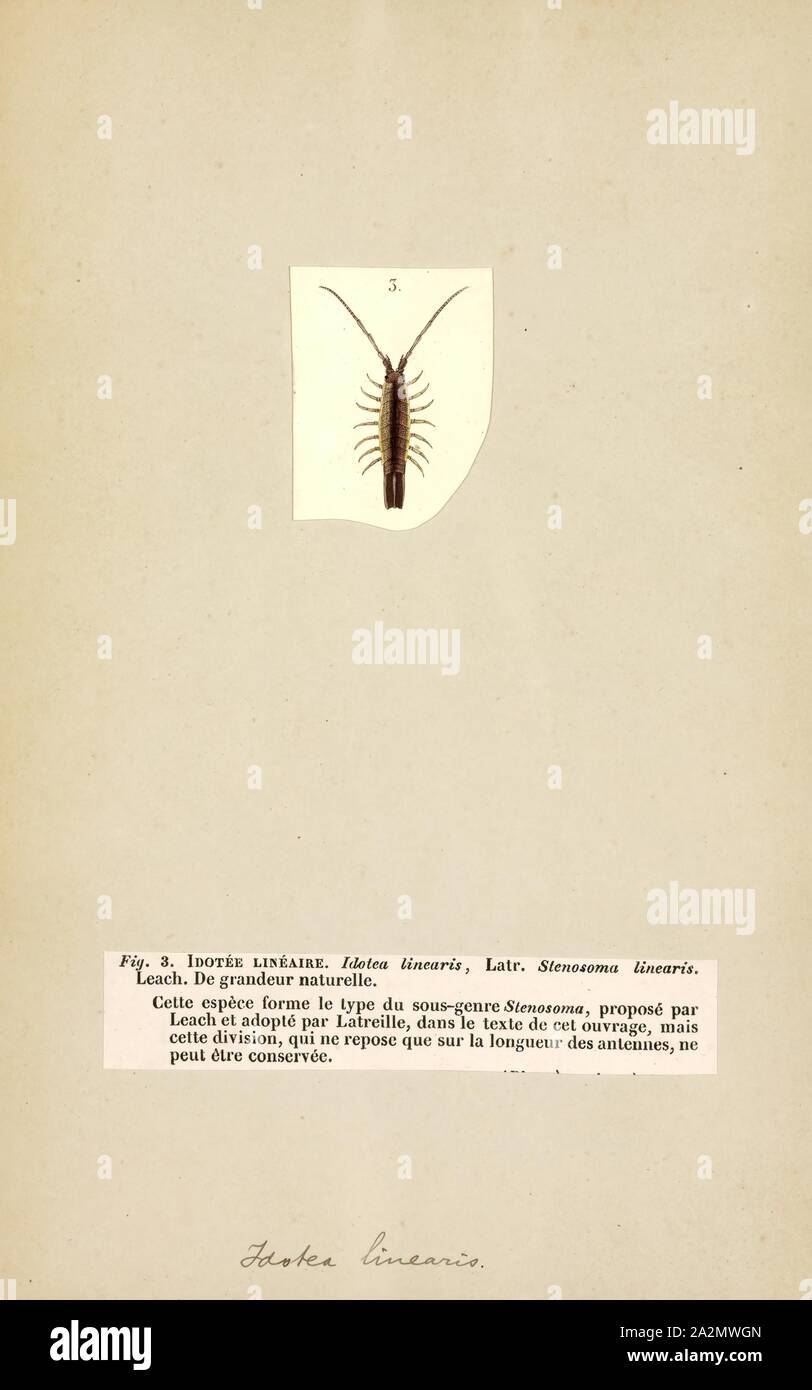 Idotea hi-res stock photography and images - Alamy