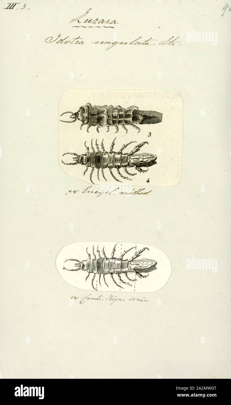 Idotea ungulata hi-res stock photography and images - Alamy