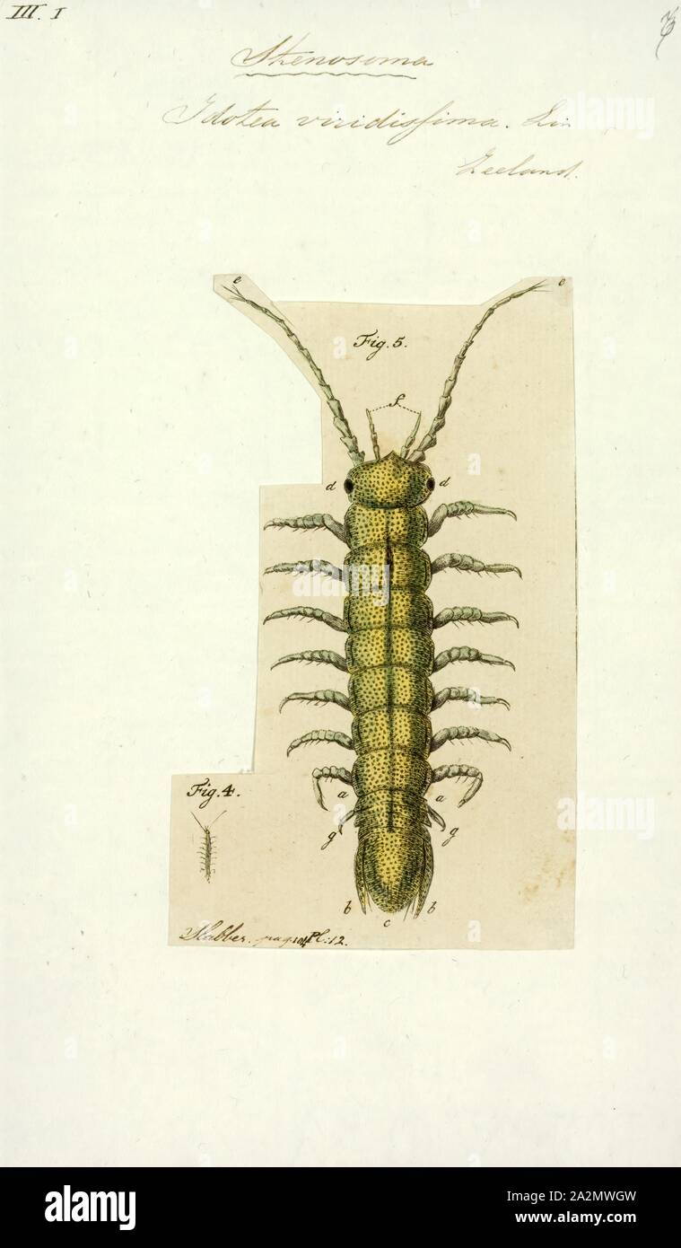 Idotea viridissima, Print, Idotea is a genus of isopod crustaceans ...