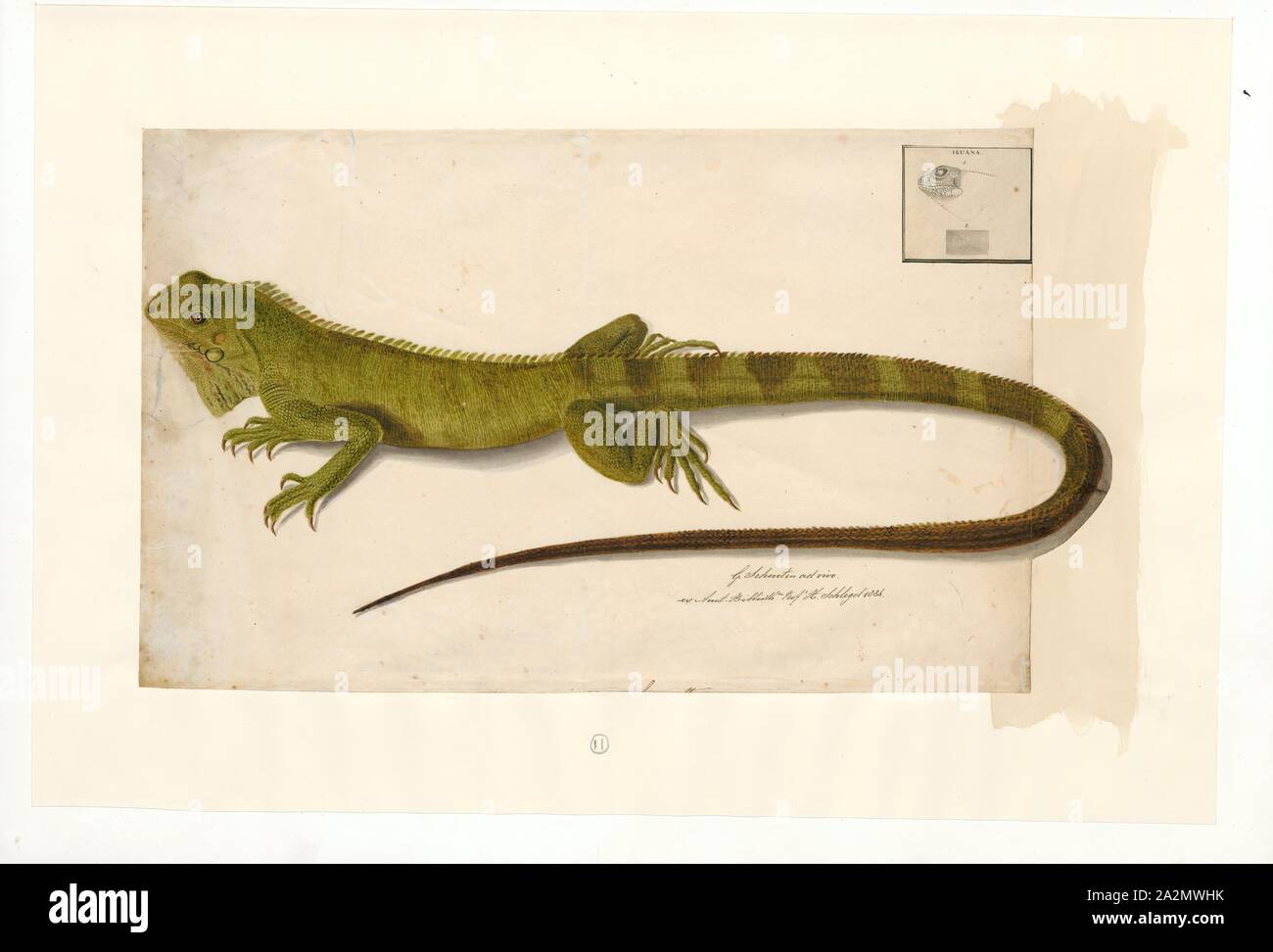 Introduced sister species hi-res stock photography and images - Alamy