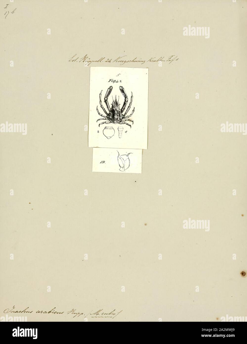 Inachus arabicus, Print Stock Photo - Alamy